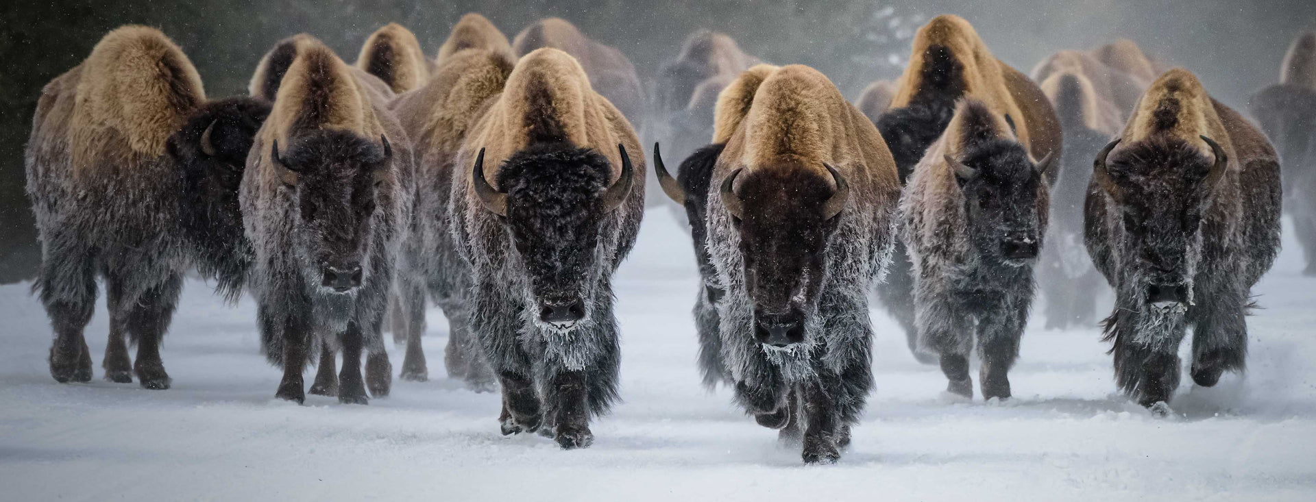 Bison – JK Boots